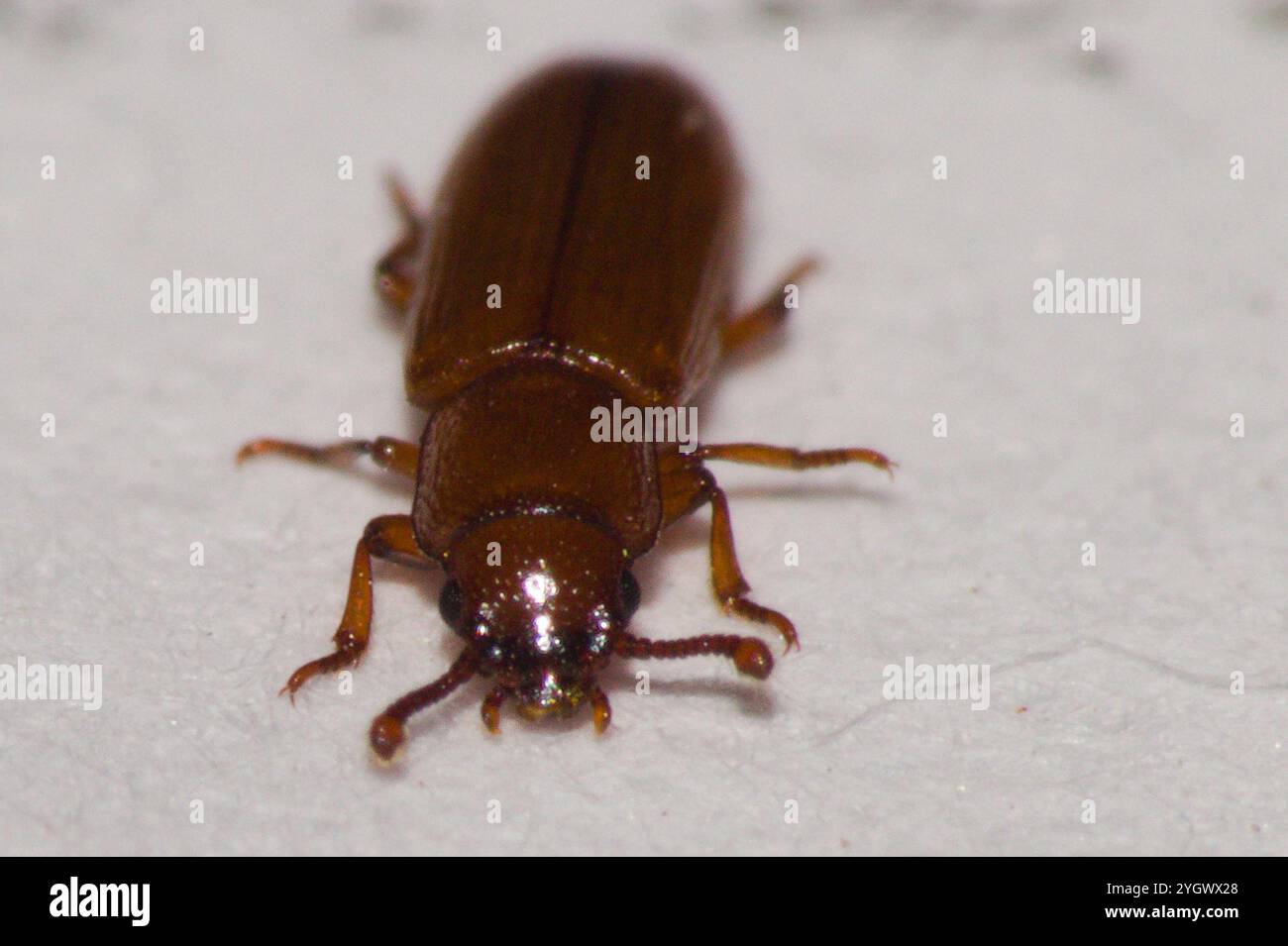 Ironclad beetles (Zopheridae Stock Photo - Alamy
