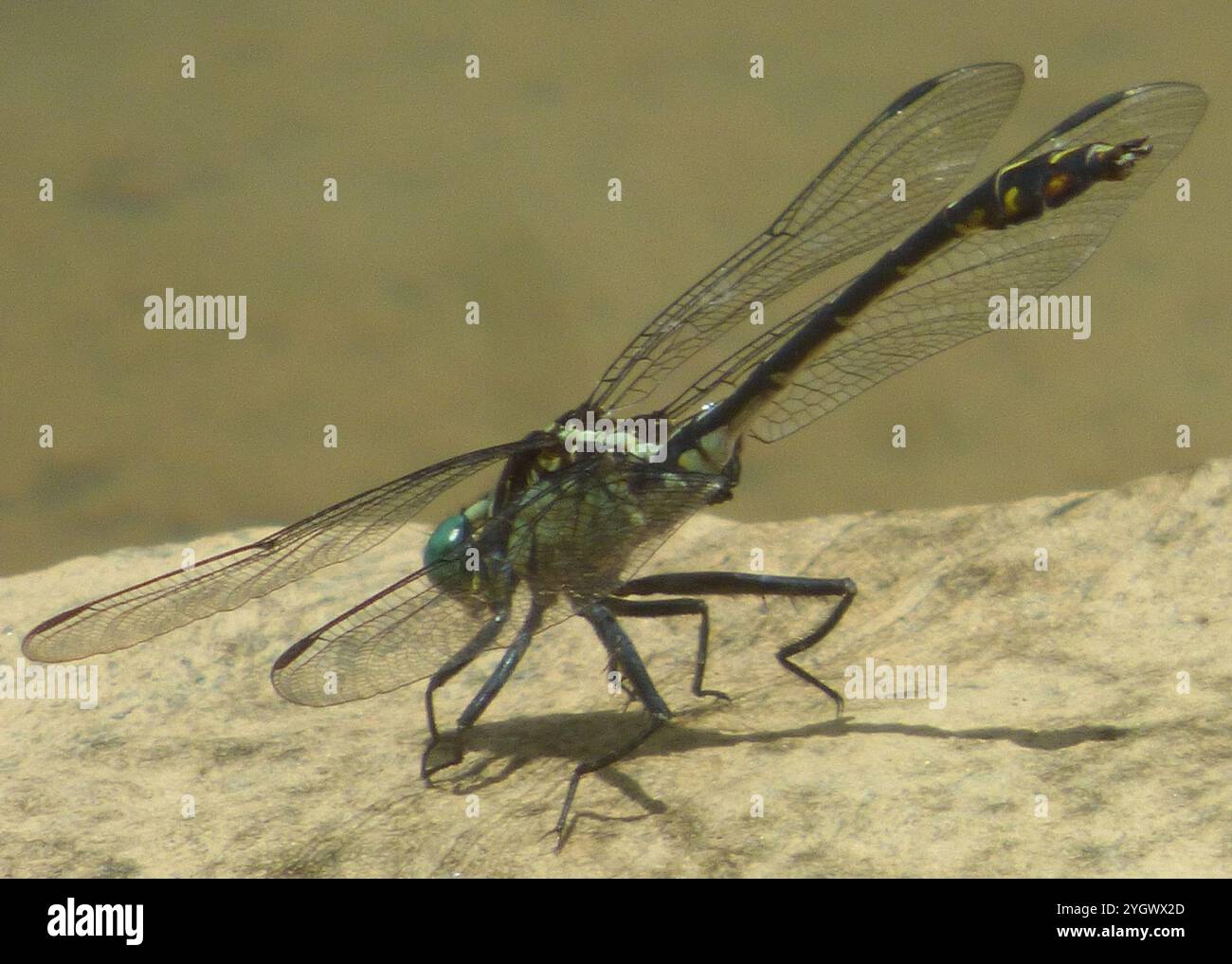 Black-shouldered Spinyleg (Dromogomphus spinosus Stock Photo - Alamy