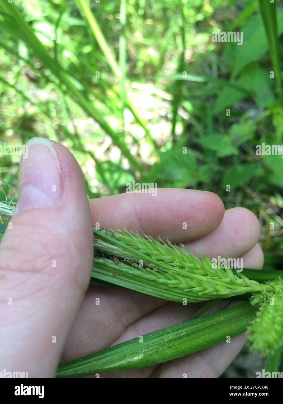lake sedge (Carex lacustris Stock Photo - Alamy
