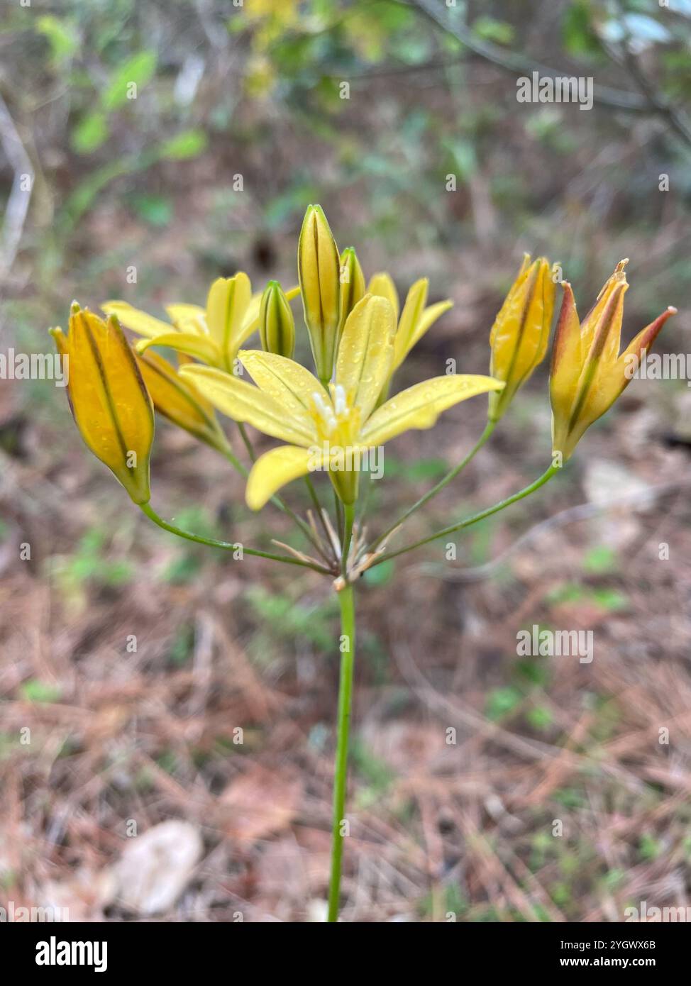 Golden brodiaea hi-res stock photography and images - Alamy