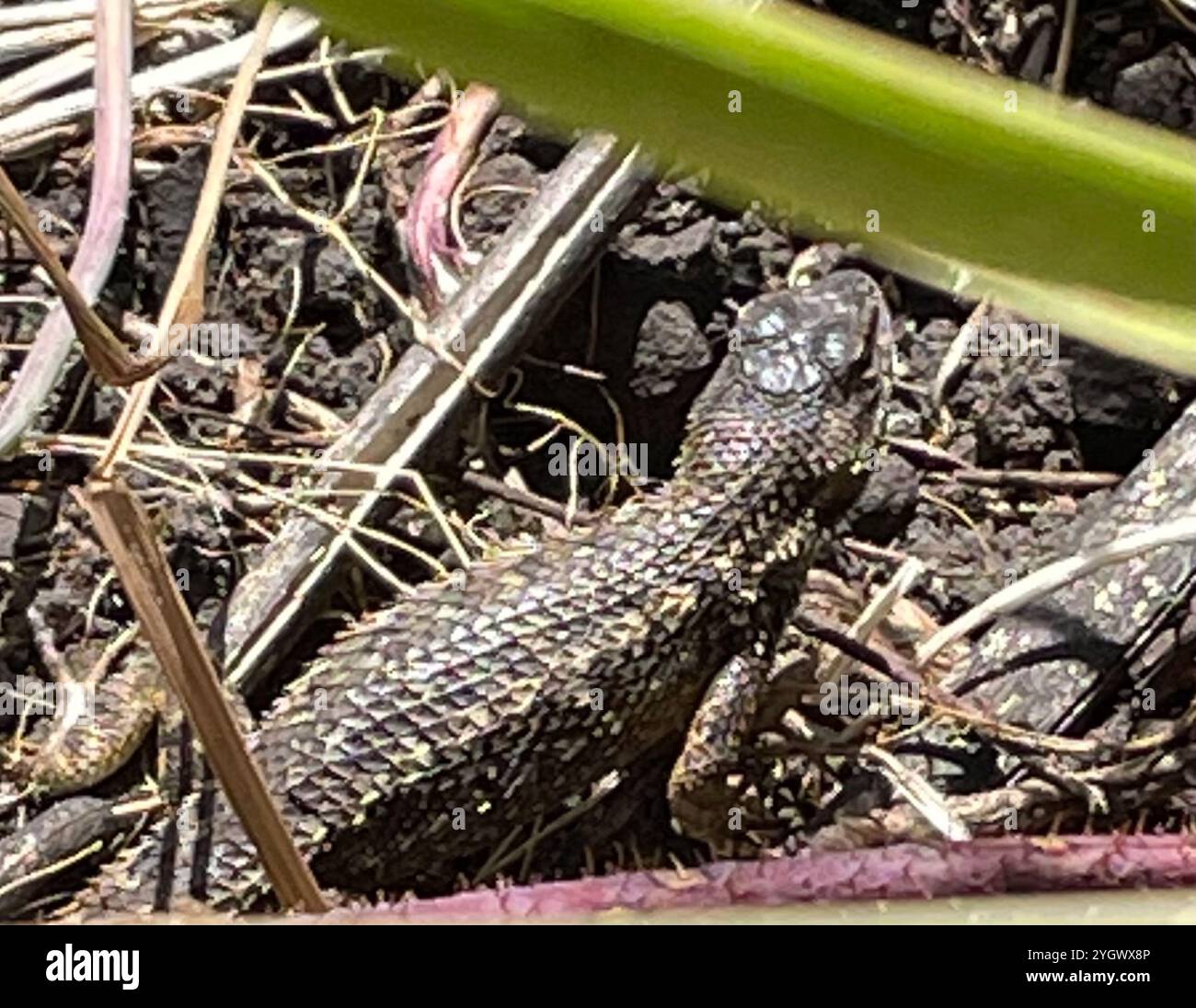 Coast Range Fence Lizard (Sceloporus occidentalis bocourtii Stock Photo ...