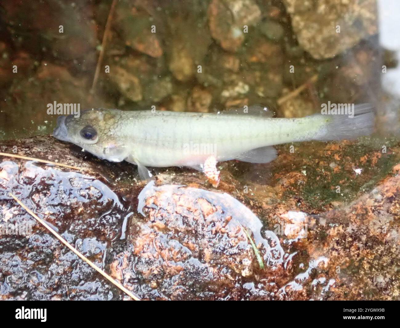 Typical Killifishes (Fundulus Stock Photo - Alamy