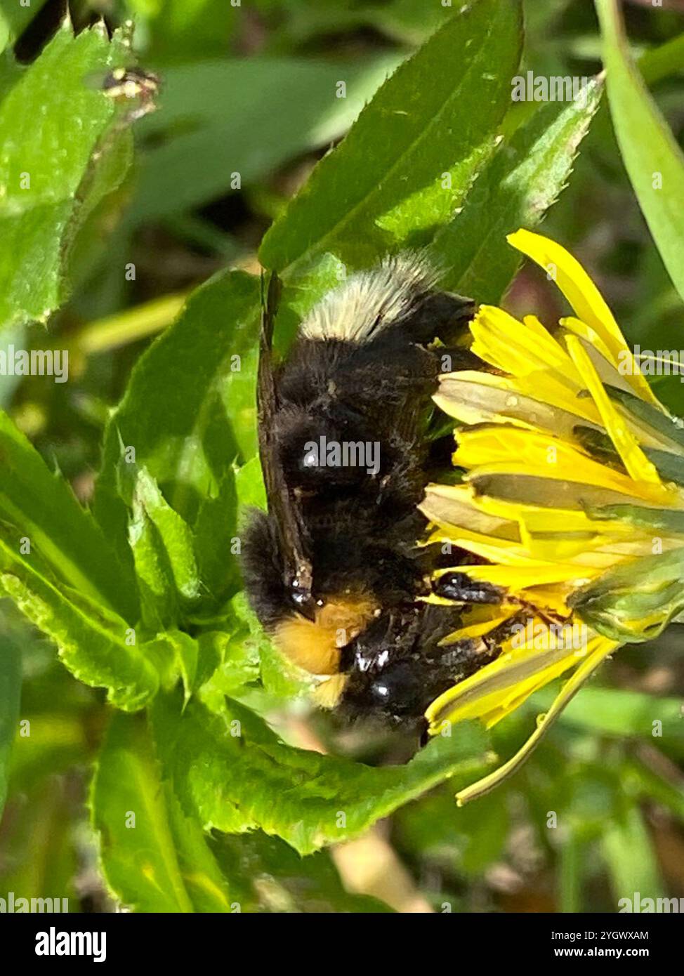 Bombus bohemicus hi-res stock photography and images - Alamy