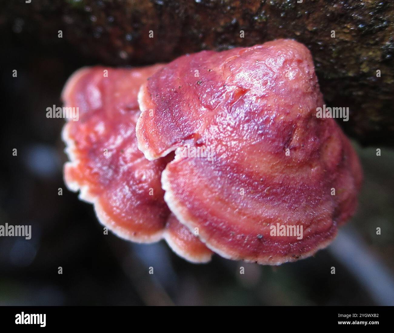 Scarlatina hi-res stock photography and images - Alamy