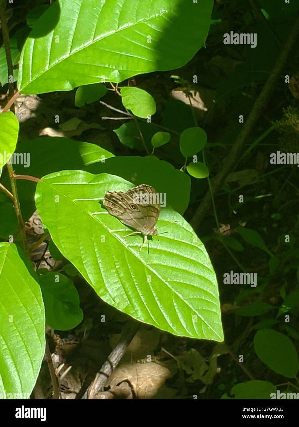 Lethe anthedon hi-res stock photography and images - Alamy