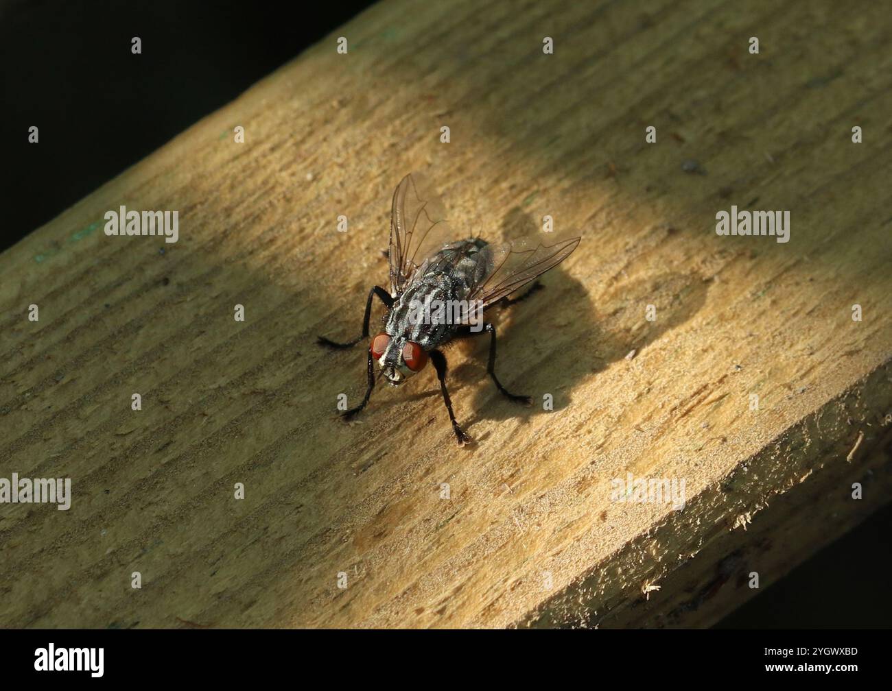 Common Flesh Flies (Sarcophaga Stock Photo - Alamy