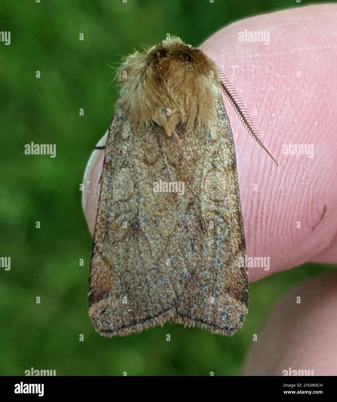 Cutworm Moths and Allies (Noctuidae Stock Photo - Alamy