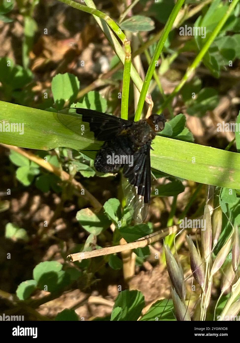 Black Banded Bee Fly (Hemipenthes morio Stock Photo - Alamy