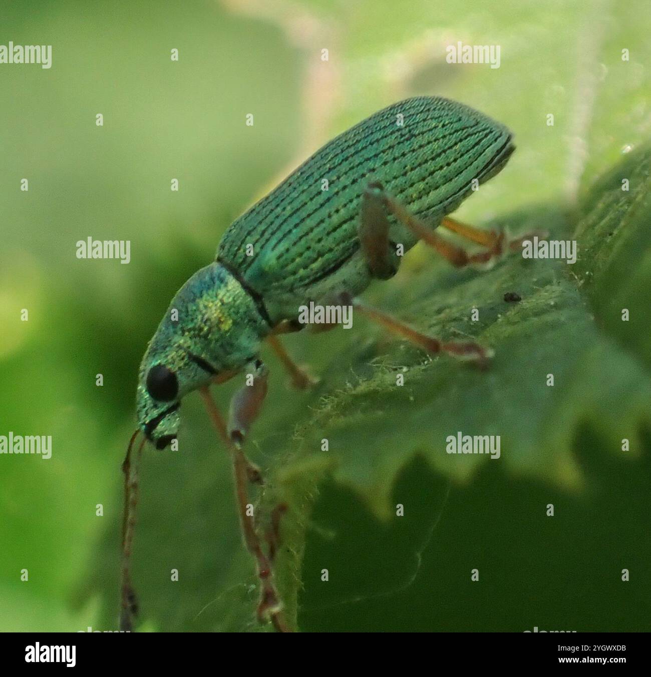 Green immigrant leaf weevil polydrusus formosus hi-res stock ...