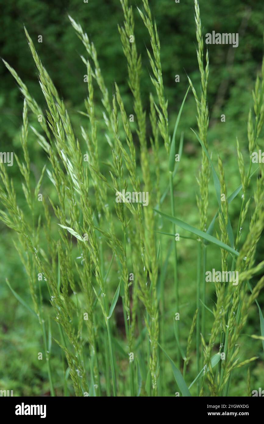grasses, sedges, cattails, and allies (Poales Stock Photo - Alamy