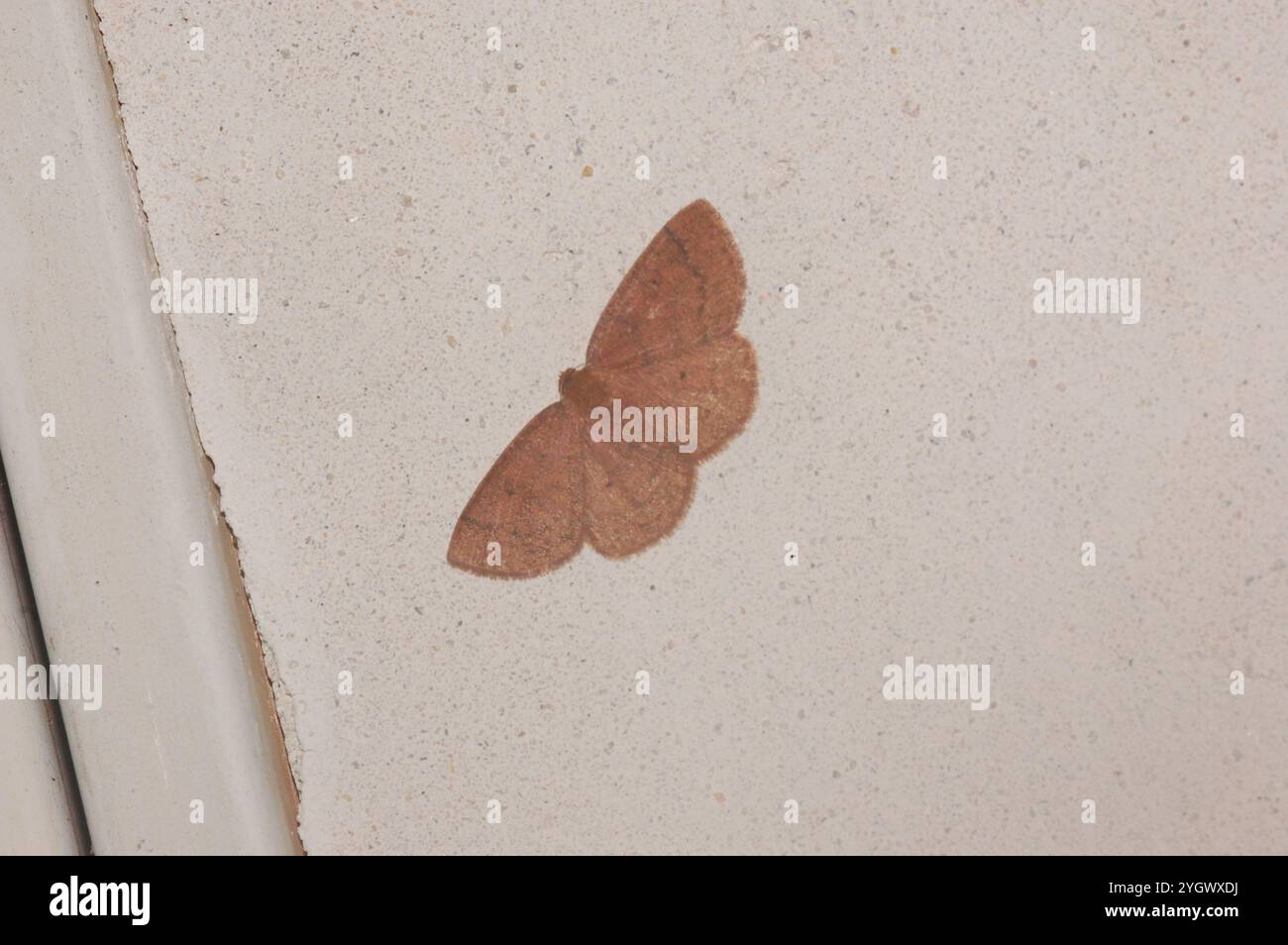 Black-dotted Ruddy Moth (Ilexia intractata Stock Photo - Alamy