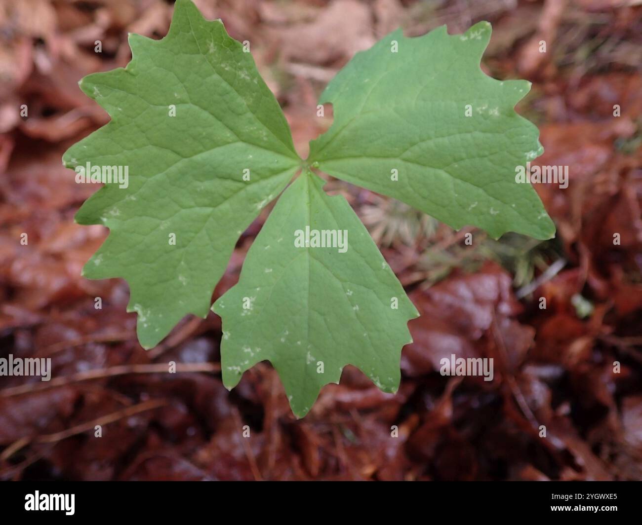 vanilla leaf (Achlys triphylla Stock Photo - Alamy
