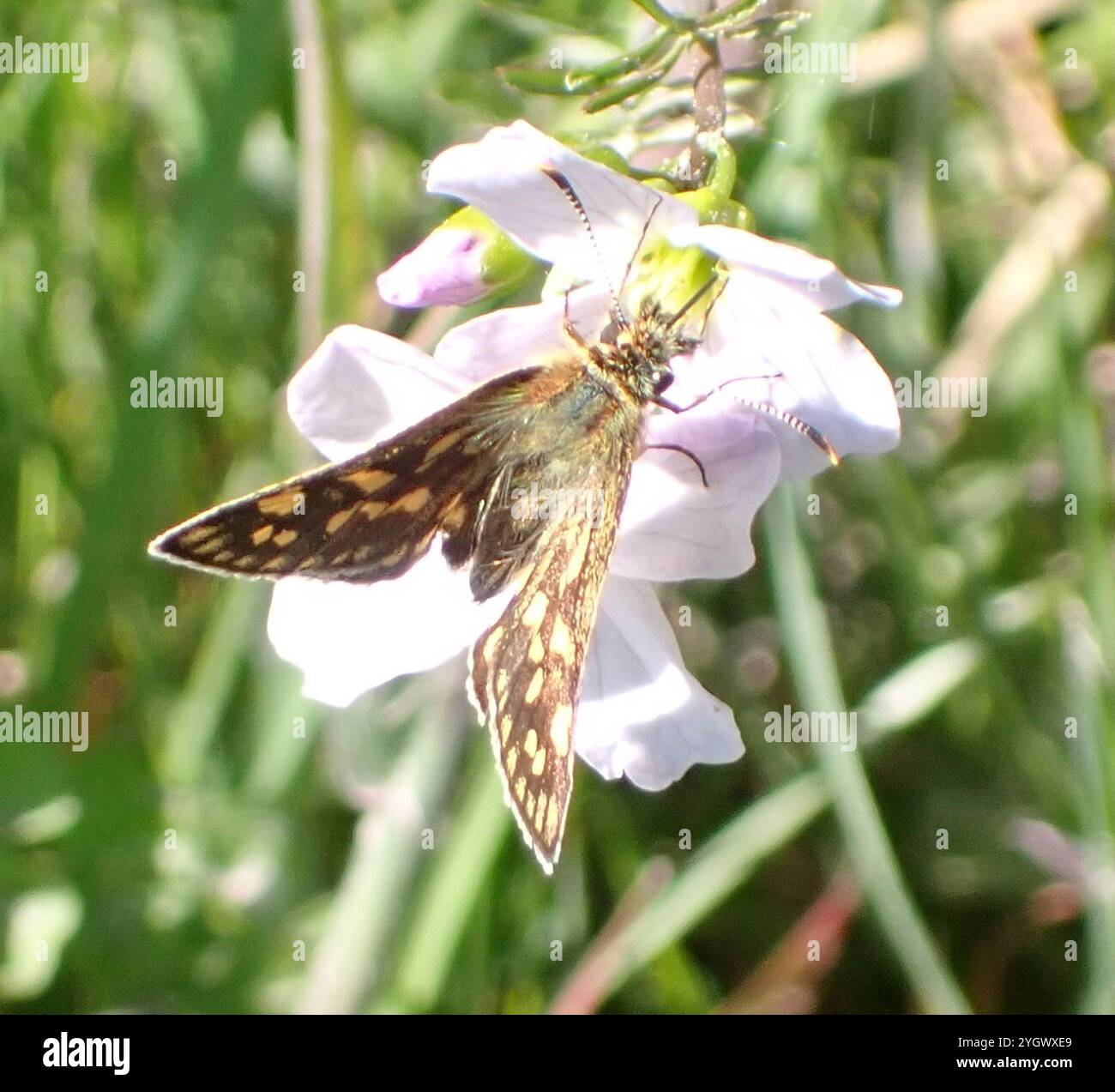 Chequered Skipper (Carterocephalus palaemon Stock Photo - Alamy