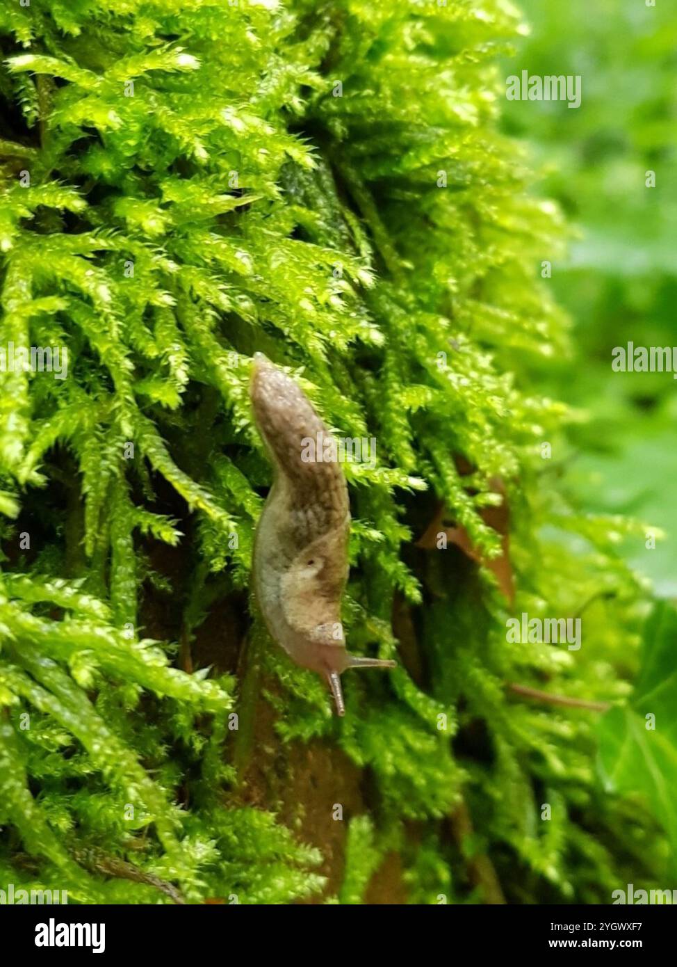 Milky Slug (Deroceras reticulatum Stock Photo - Alamy