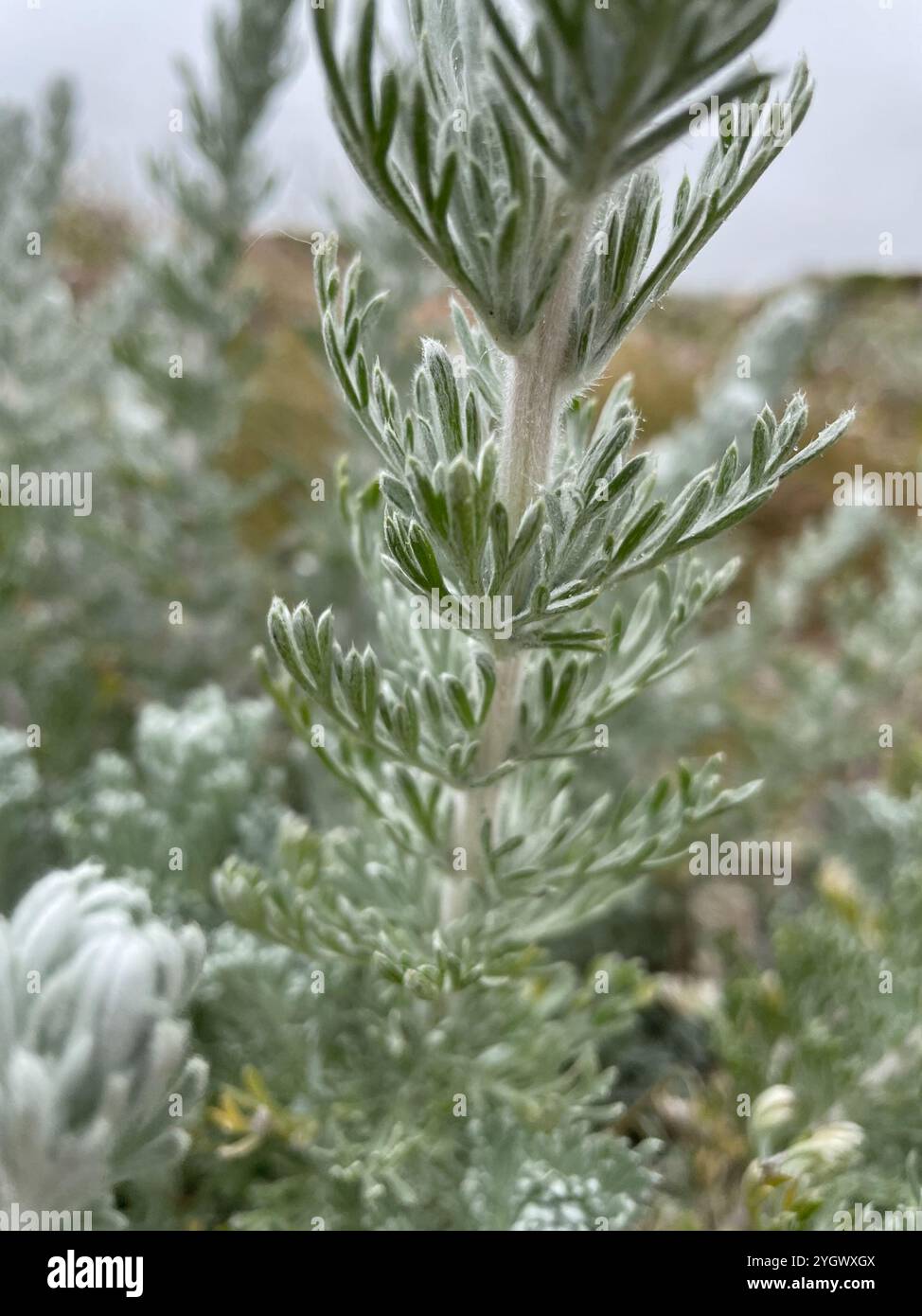 Pycnocephala hi-res stock photography and images - Alamy