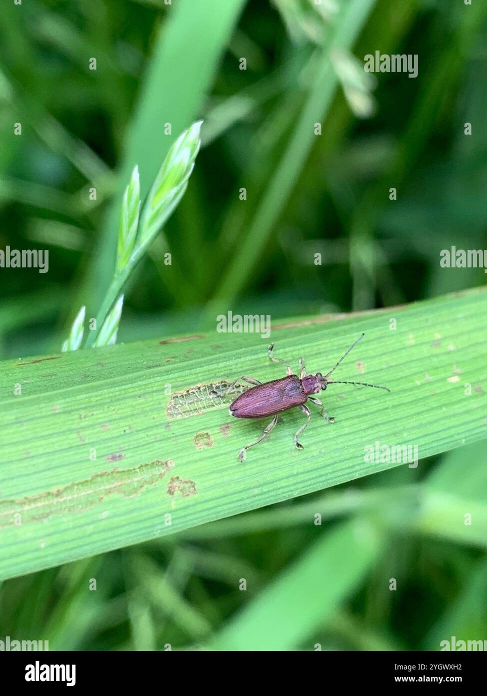 plain reed beetle (Donacia simplex Stock Photo - Alamy