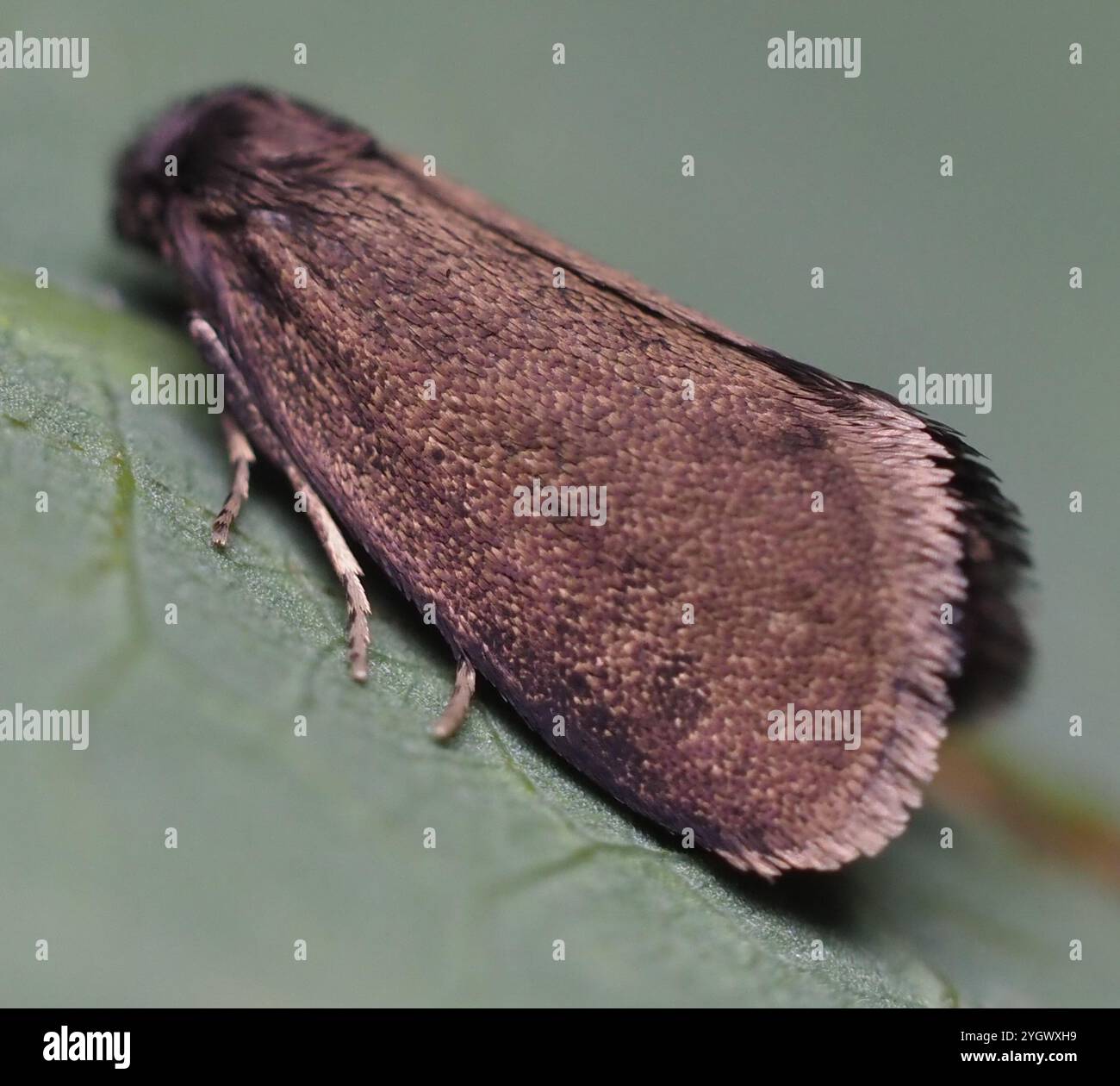 Common Bagworm Moth (Psyche casta Stock Photo - Alamy