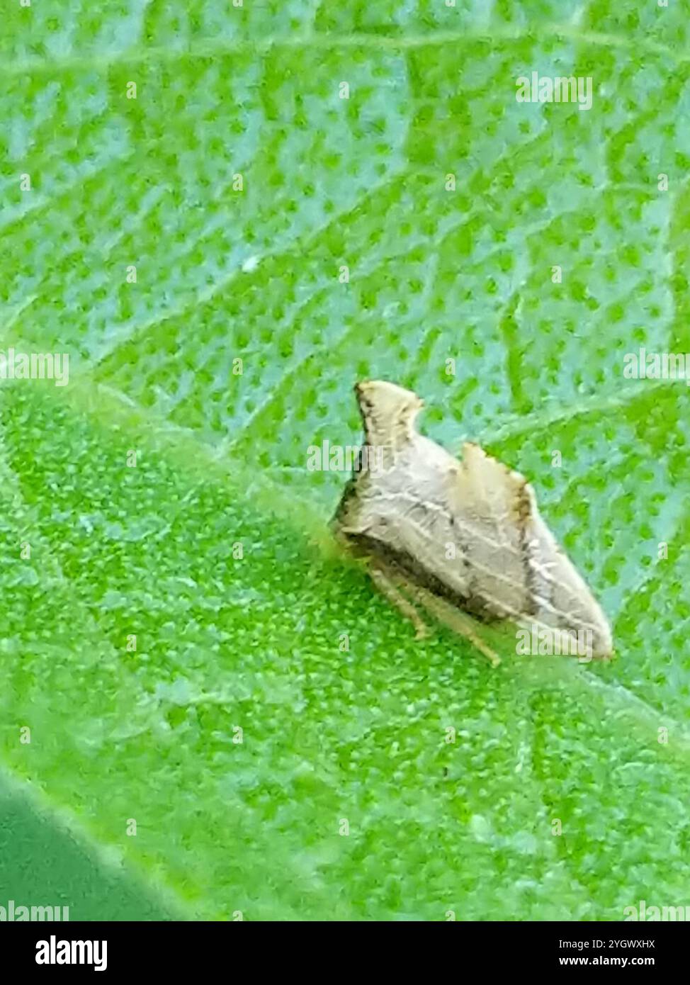 Keeled treehopper hi-res stock photography and images - Alamy