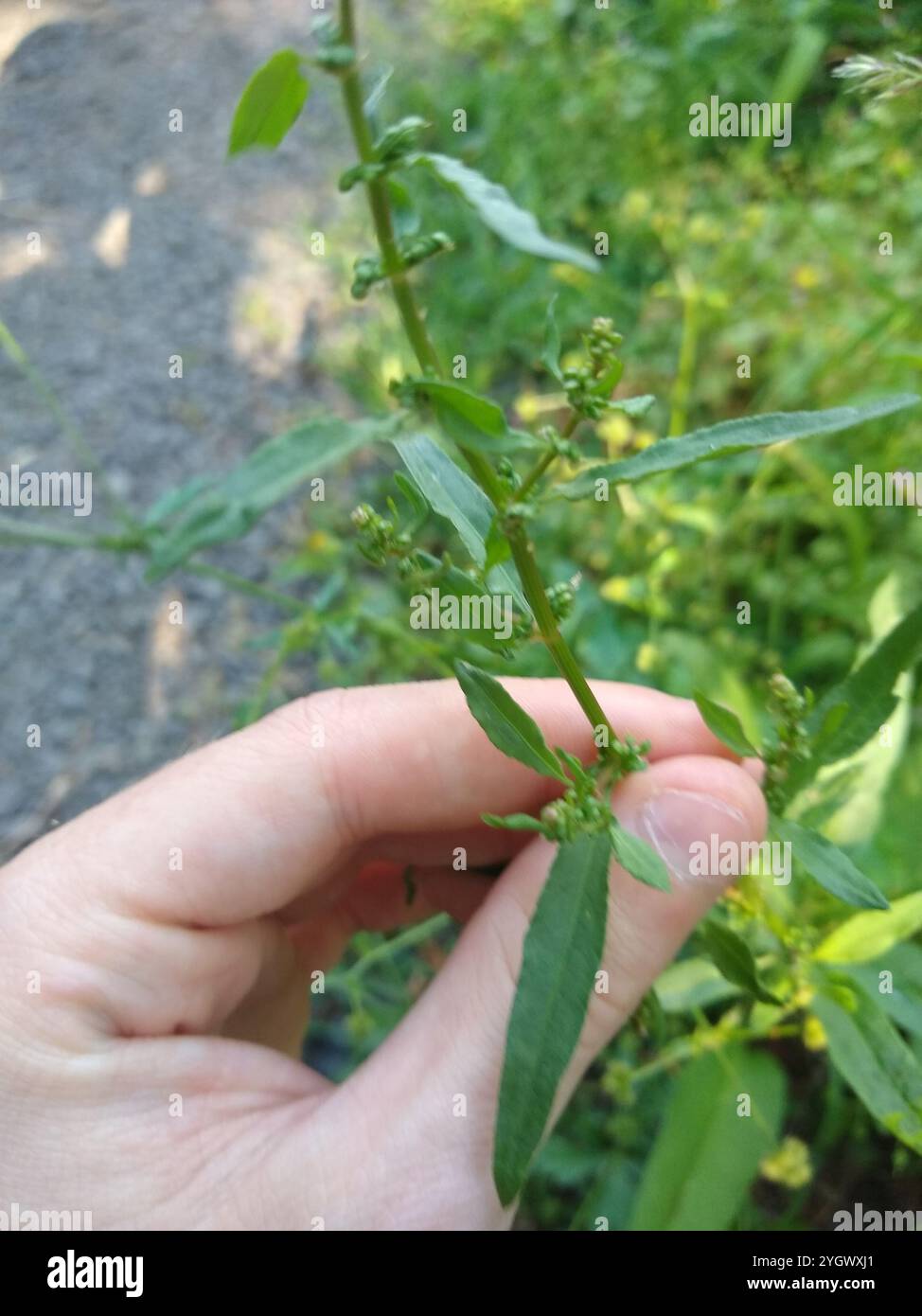 Clustered Dock (Rumex conglomeratus Stock Photo - Alamy