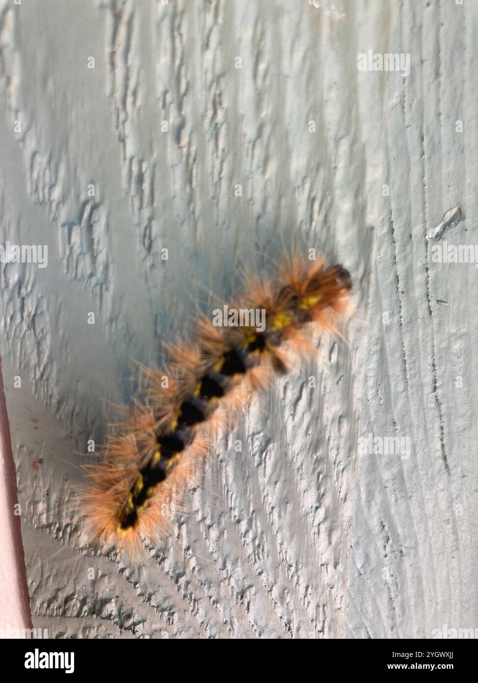 Silver-spotted Tiger Moth (Lophocampa argentata Stock Photo - Alamy