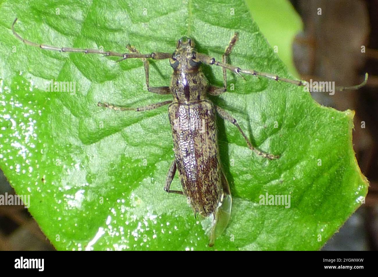 Spined Oak Borer (Elaphidion mucronatum Stock Photo - Alamy