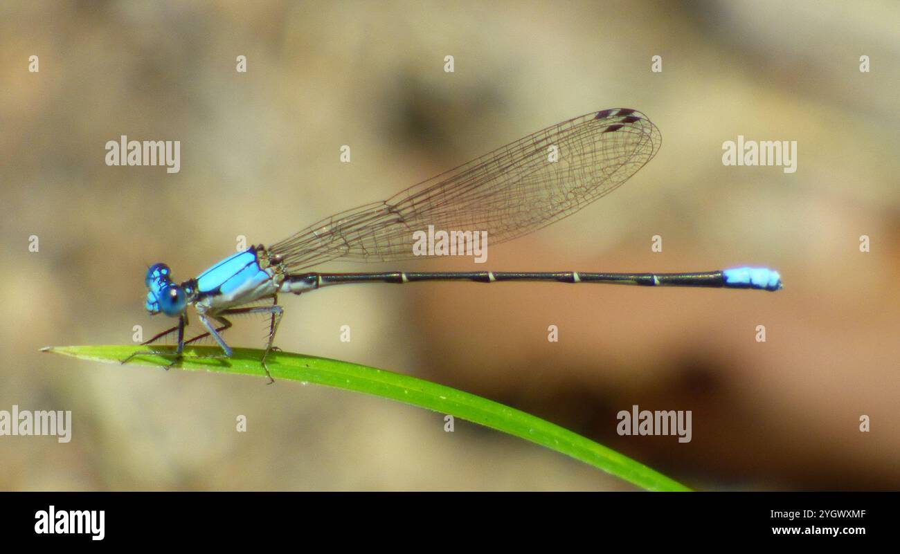 Argia apicalis hi-res stock photography and images - Alamy