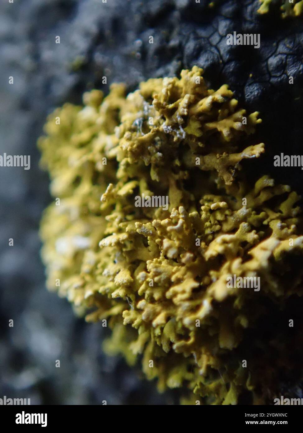 Shrubby Sunburst Lichen (Polycauliona candelaria Stock Photo - Alamy