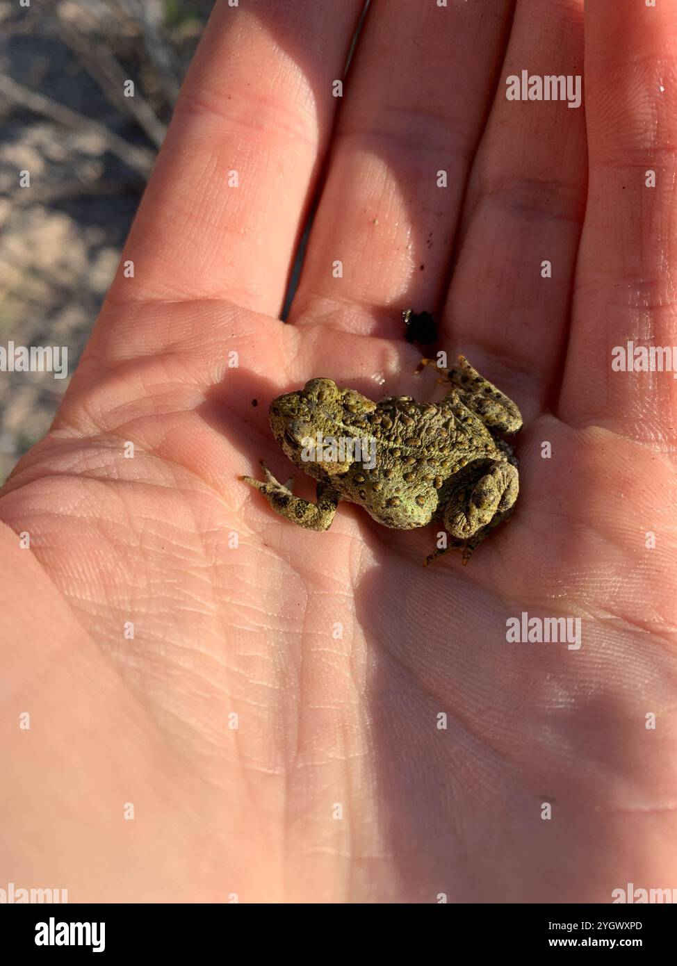 Western Toad (Anaxyrus boreas Stock Photo - Alamy