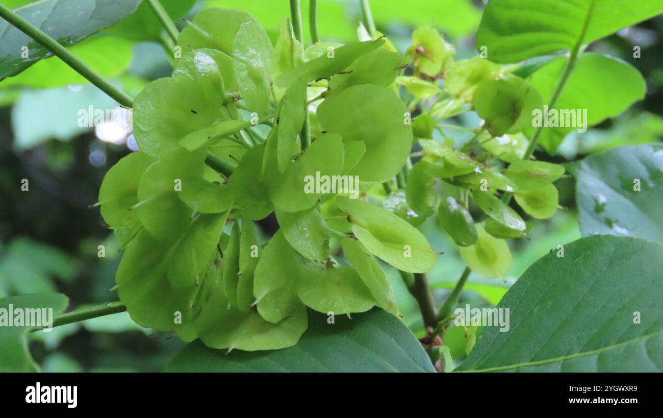 common hoptree (Ptelea trifoliata Stock Photo - Alamy