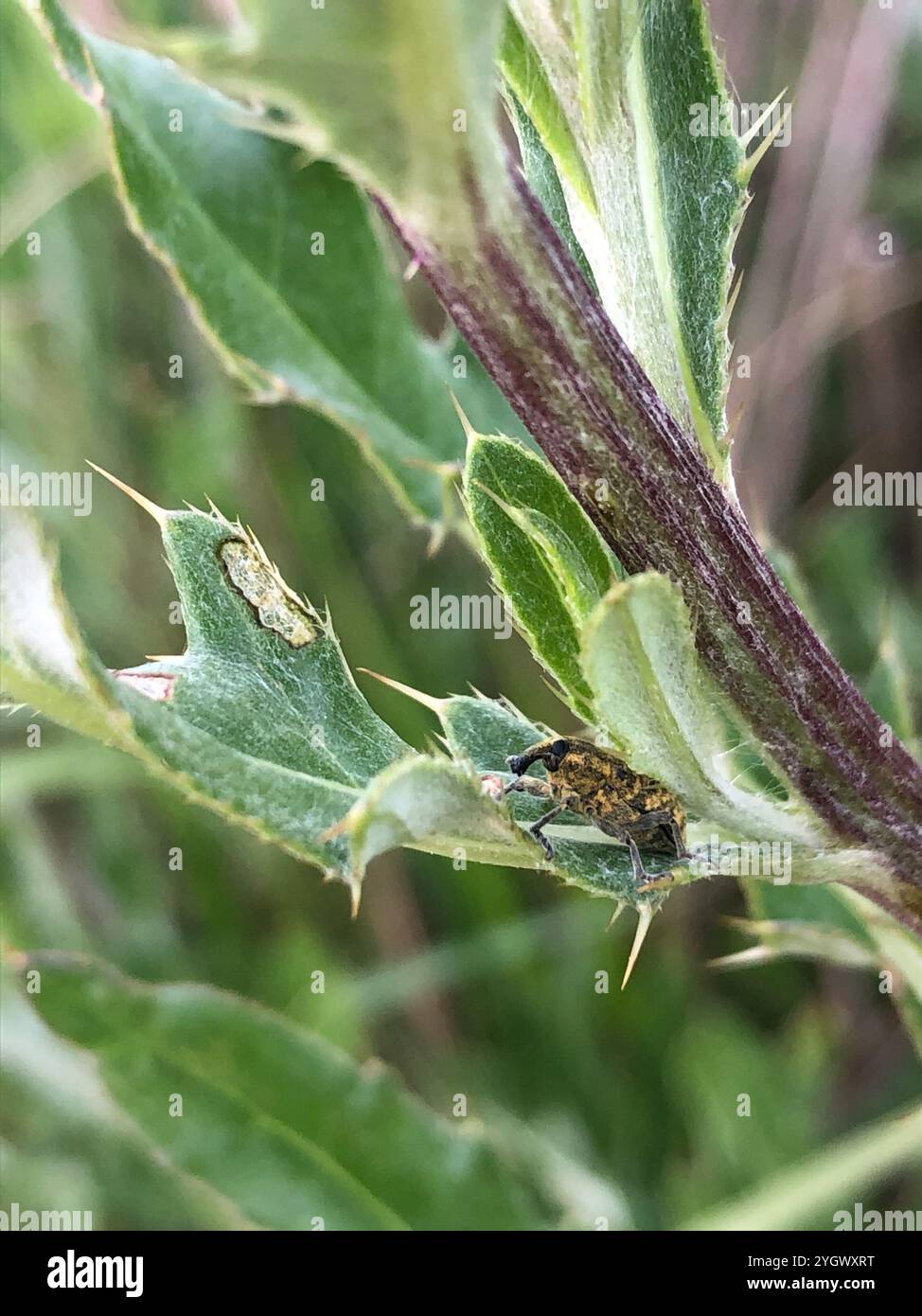 Carlinae hi-res stock photography and images - Alamy
