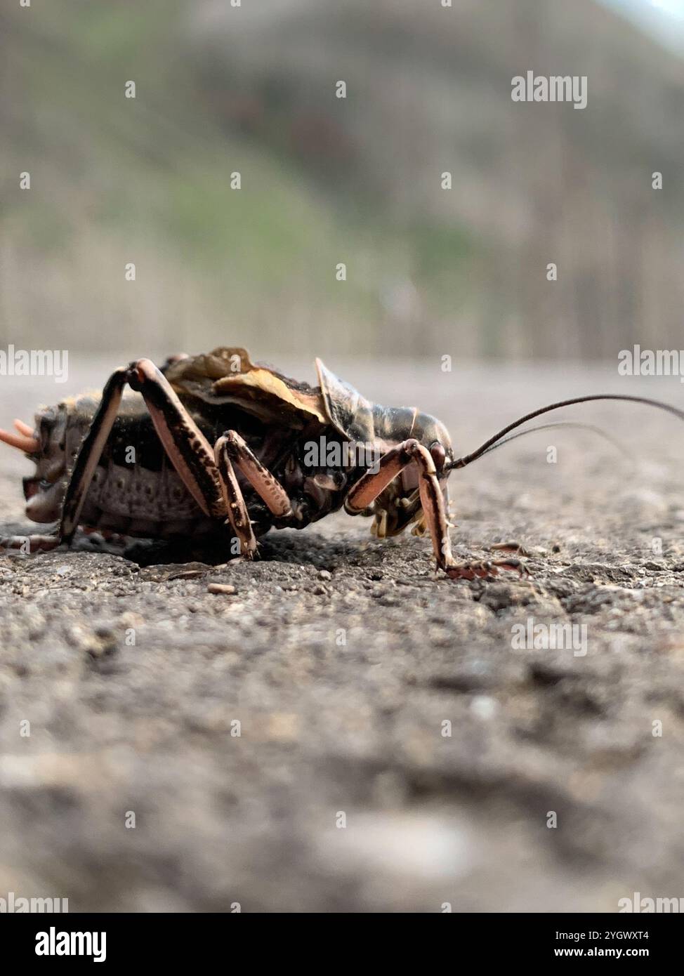 Great Grig (Cyphoderris monstrosa Stock Photo - Alamy