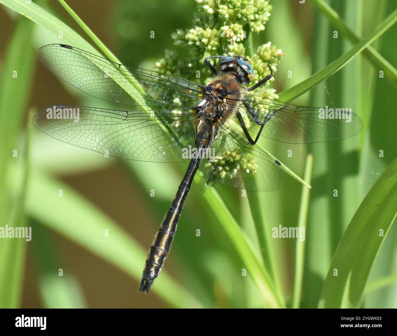 American Emerald (Cordulia shurtleffii Stock Photo - Alamy