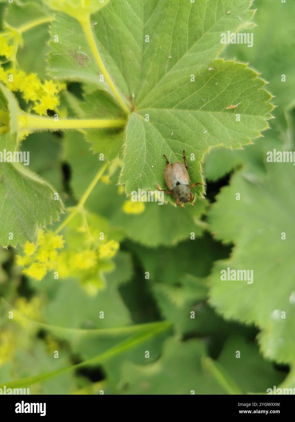 Welsh Chafer (Hoplia philanthus Stock Photo - Alamy