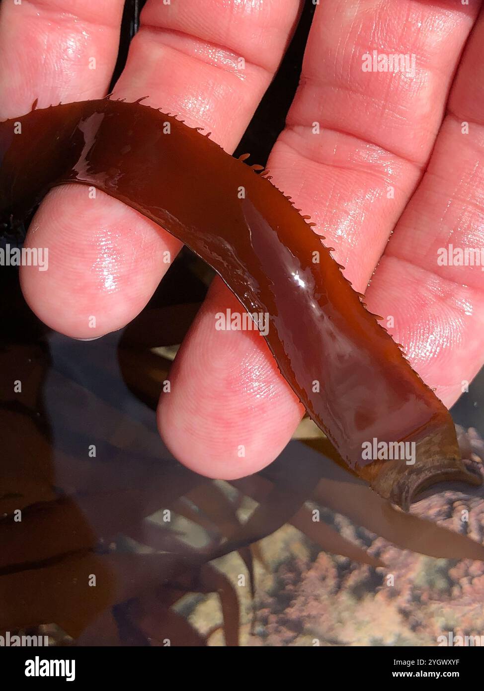 Bleach Weed (Prionitis sternbergii Stock Photo - Alamy