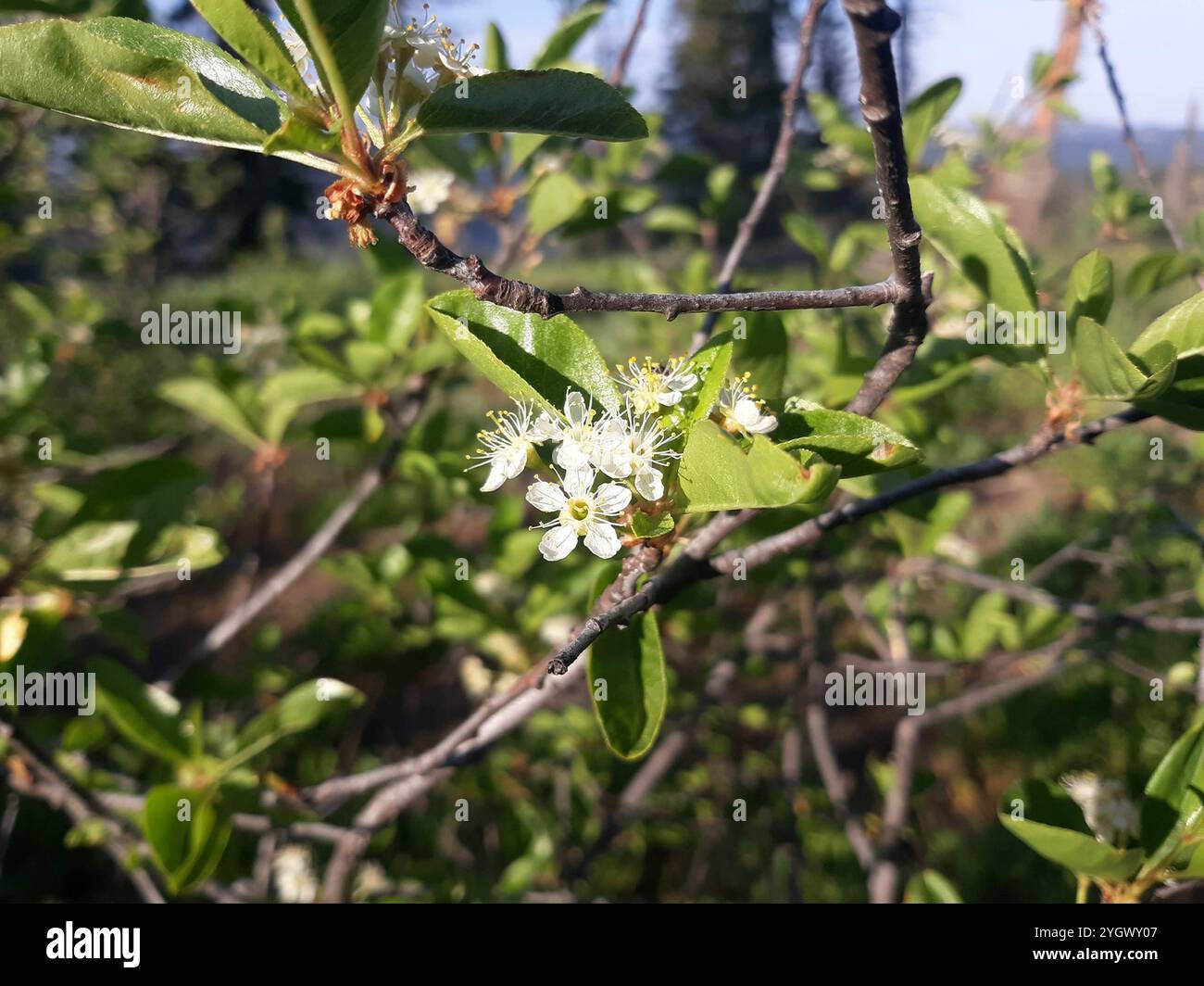Prunus emarginata hi-res stock photography and images - Alamy
