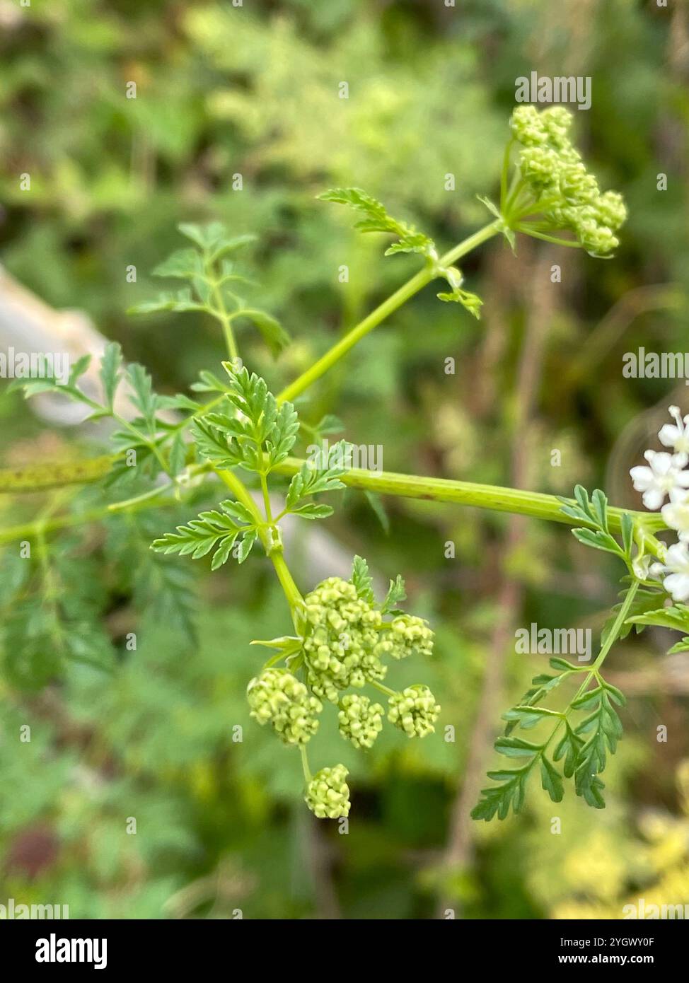 poison hemlock (Conium maculatum Stock Photo - Alamy