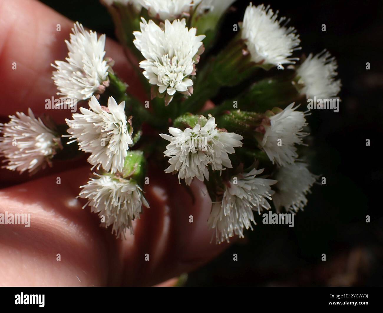 Western Sweet Coltsfoot (Petasites frigidus palmatus Stock Photo - Alamy