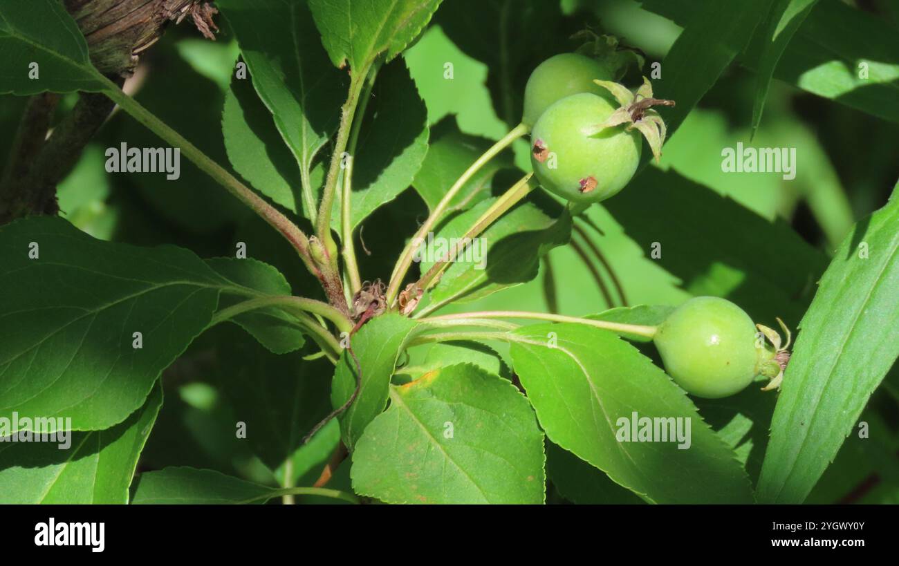 Siberian crabapple (Malus baccata Stock Photo - Alamy