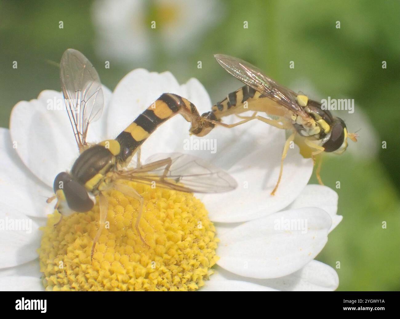 Common Globetail (Sphaerophoria scripta Stock Photo - Alamy