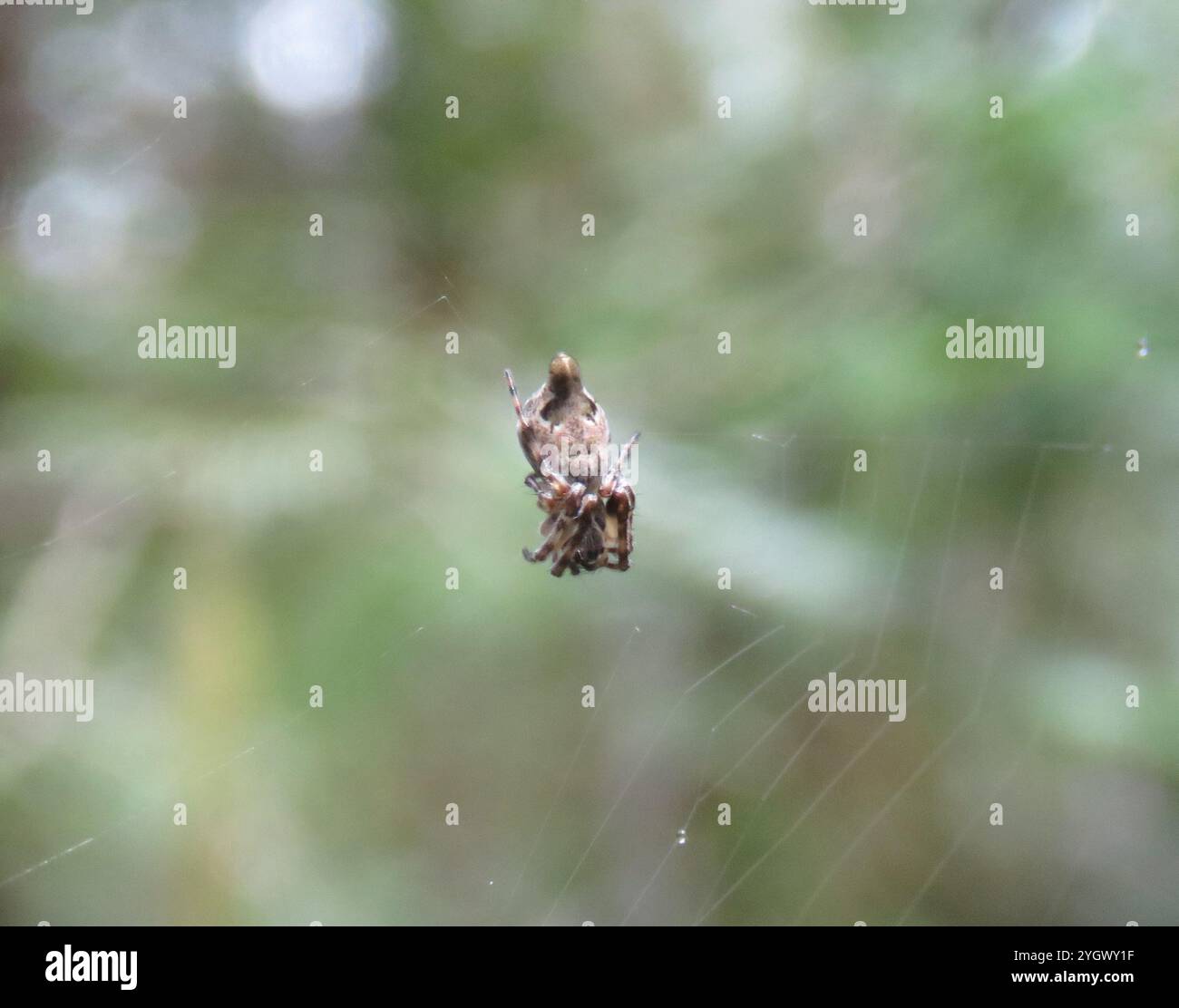 Conical Trashline Orbweaver (Cyclosa conica Stock Photo - Alamy