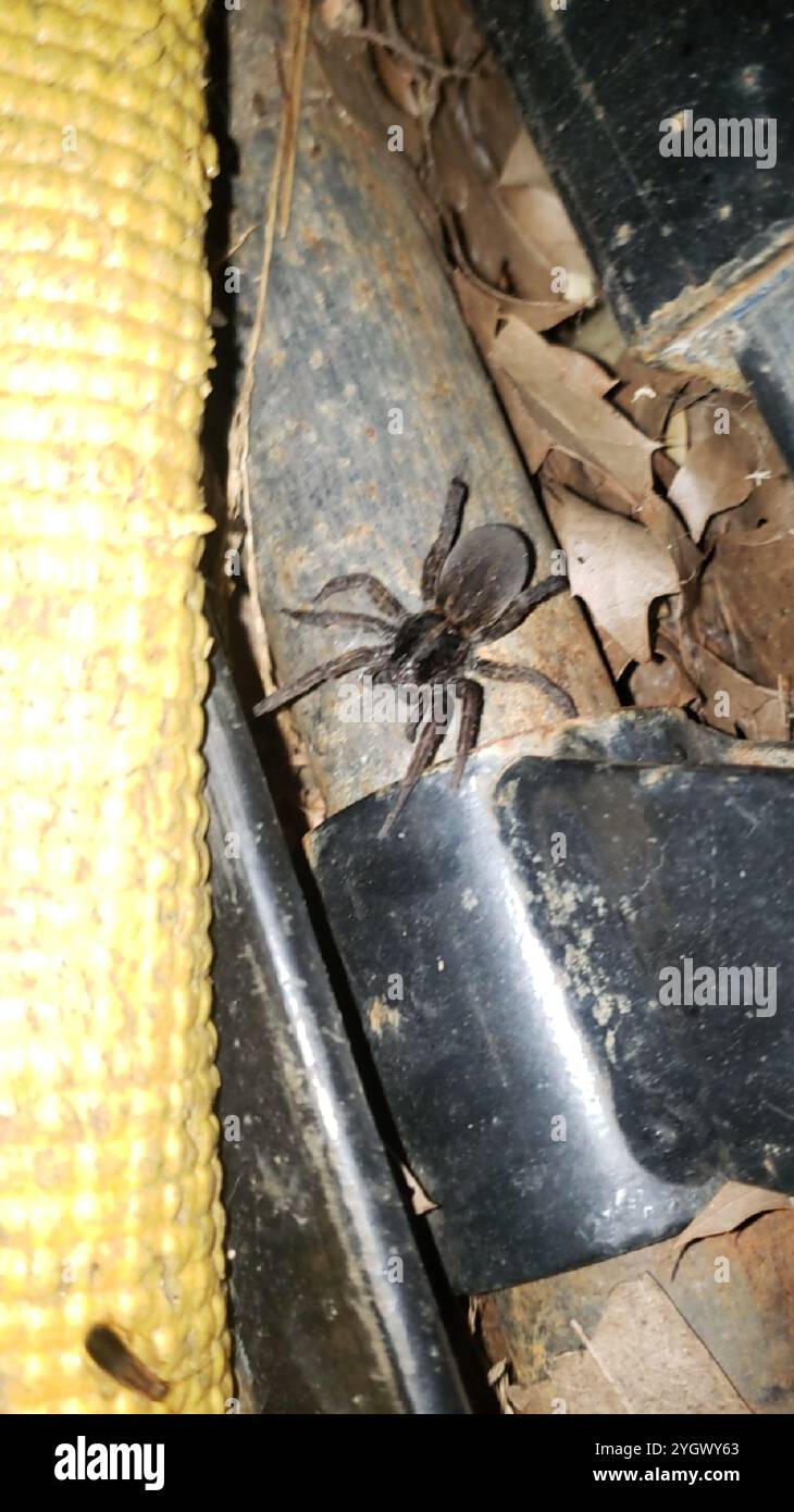 Wetland Giant Wolf Spider (Tigrosa helluo Stock Photo - Alamy