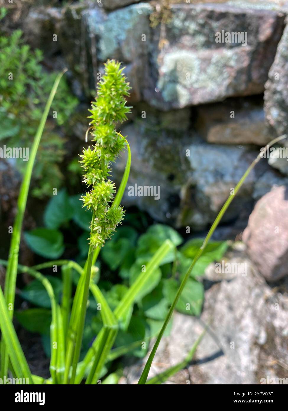 bur reed sedge (Carex sparganioides Stock Photo - Alamy