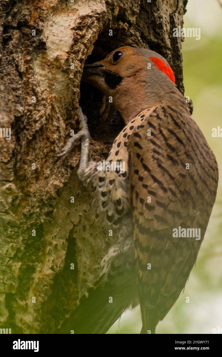 Northern Flicker (Colaptes auratus Stock Photo - Alamy