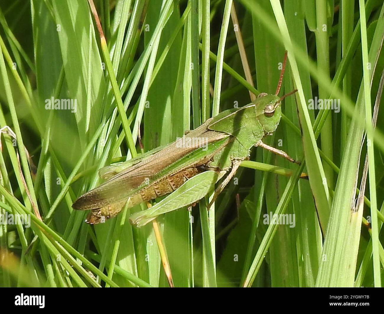 Green-striped Grasshopper (Chortophaga viridifasciata Stock Photo - Alamy