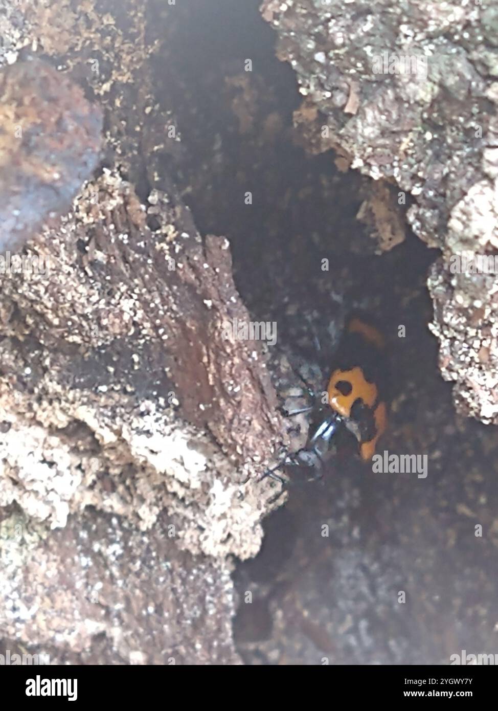 Red-banded Fungus Beetle (Megalodacne fasciata Stock Photo - Alamy