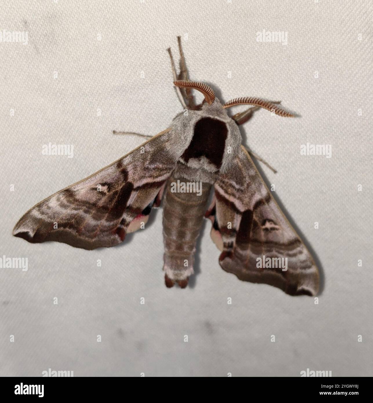 Twin-spotted Sphinx (Smerinthus jamaicensis Stock Photo - Alamy