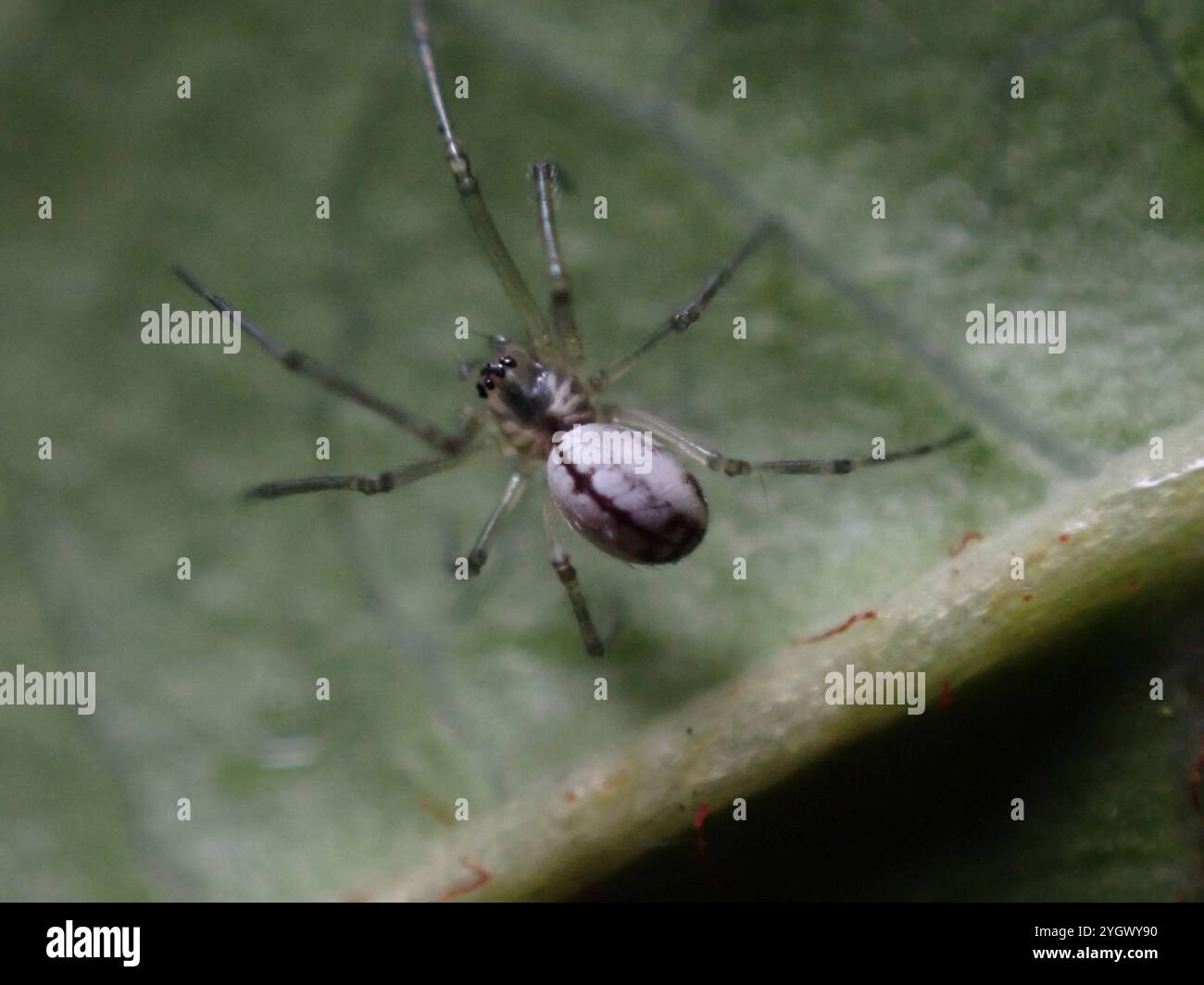 Sierra Dome Spider (Neriene litigiosa Stock Photo - Alamy
