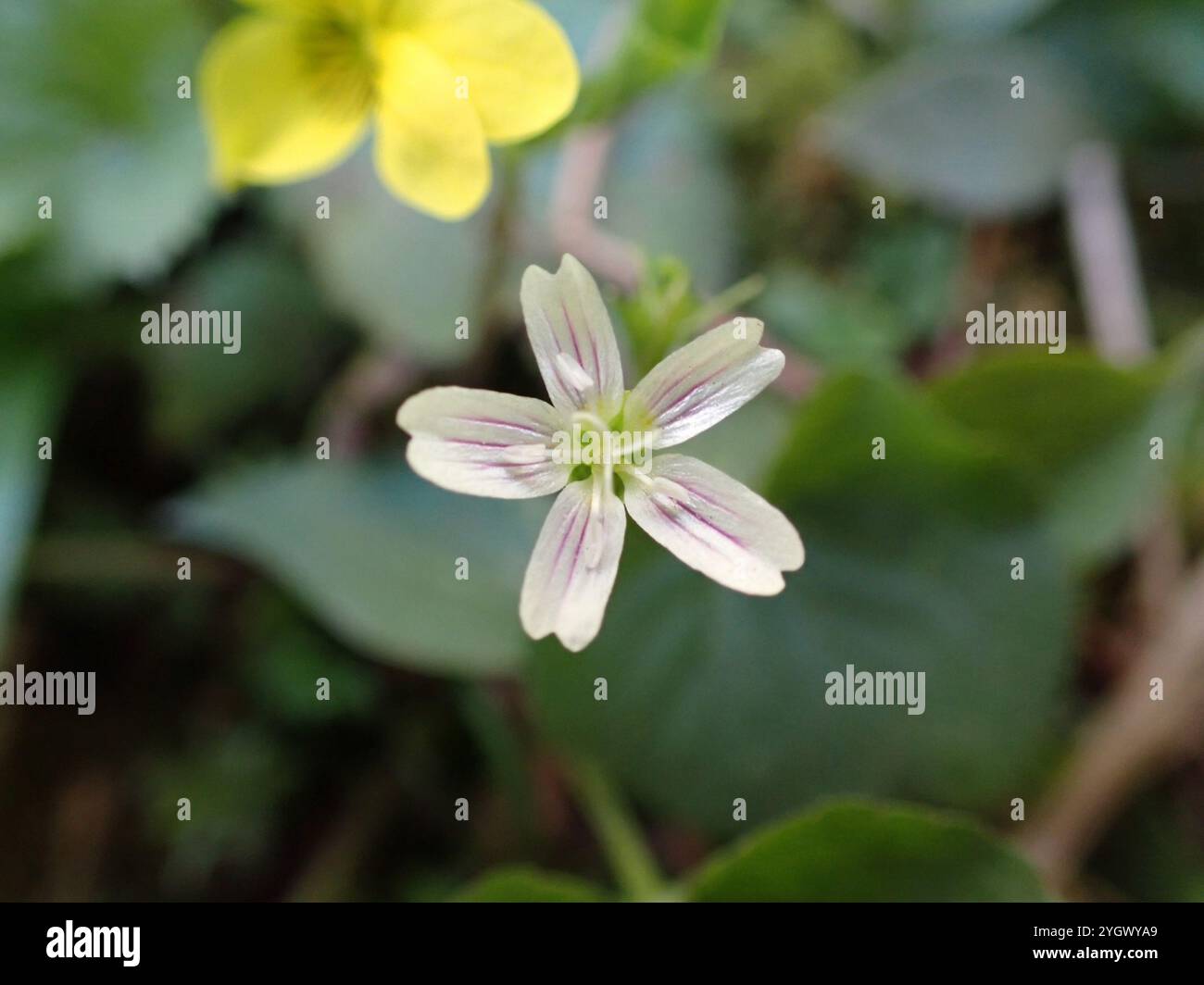 Candy Flower (Claytonia sibirica Stock Photo - Alamy