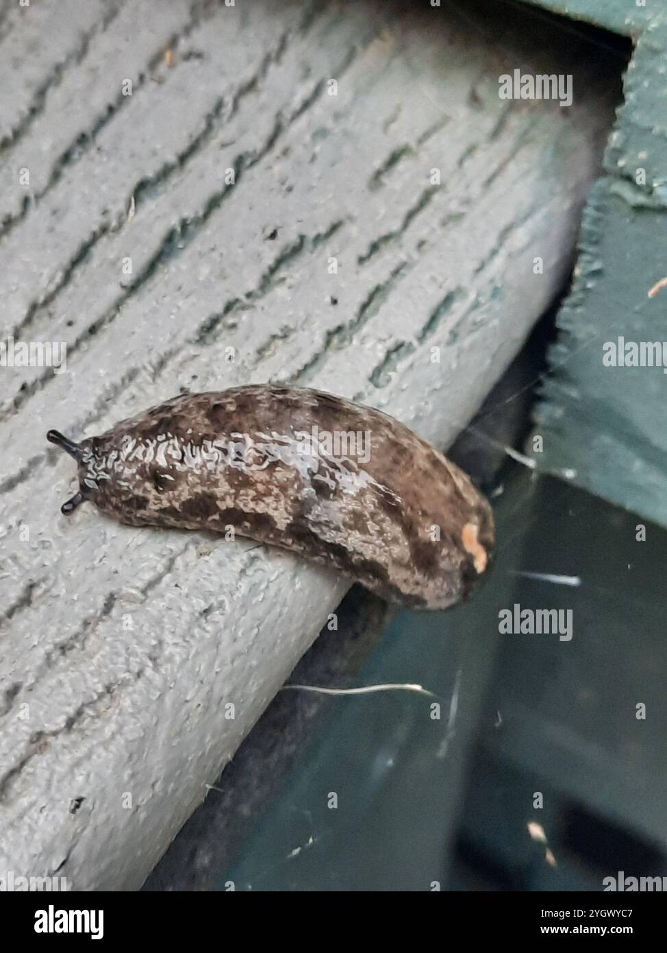 Changeable Mantleslug (Megapallifera mutabilis Stock Photo - Alamy