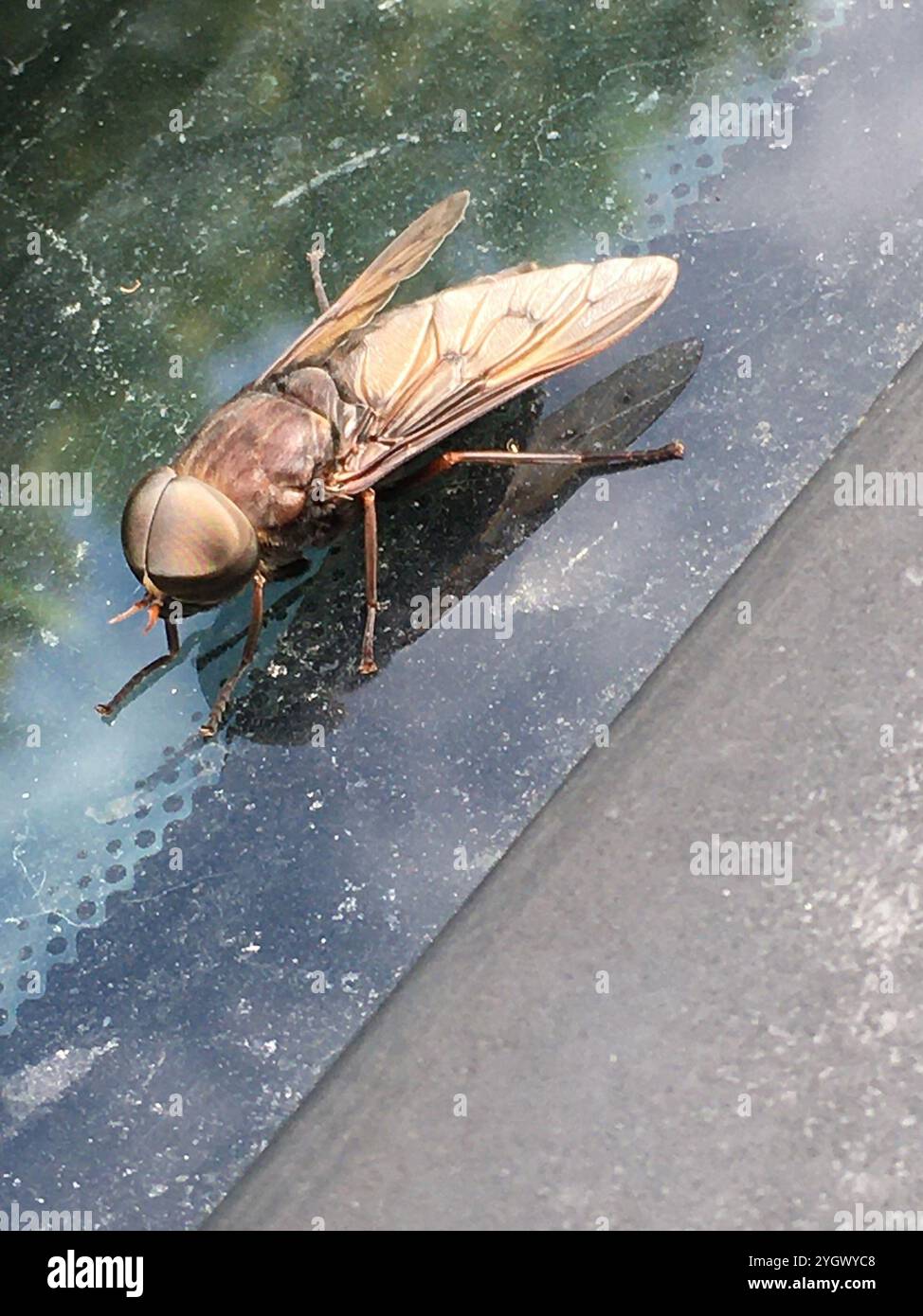 True Horse Flies (Tabanus Stock Photo - Alamy